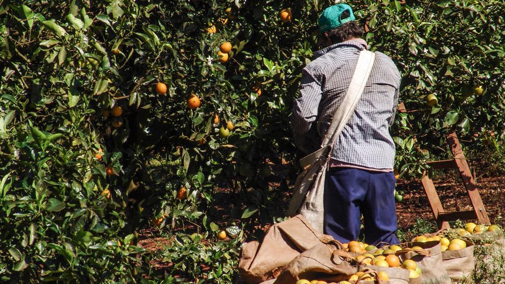 Solicitors denied more time to obtain documents in orange cartel case ...