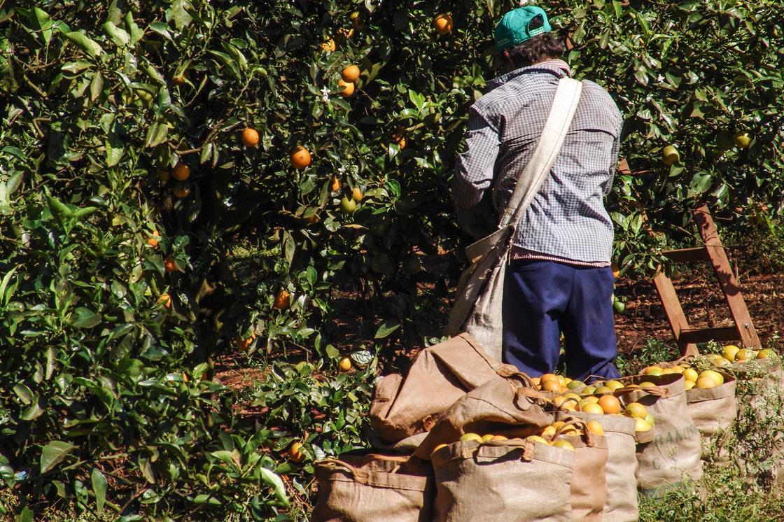Solicitors denied more time to obtain documents in orange cartel case ...