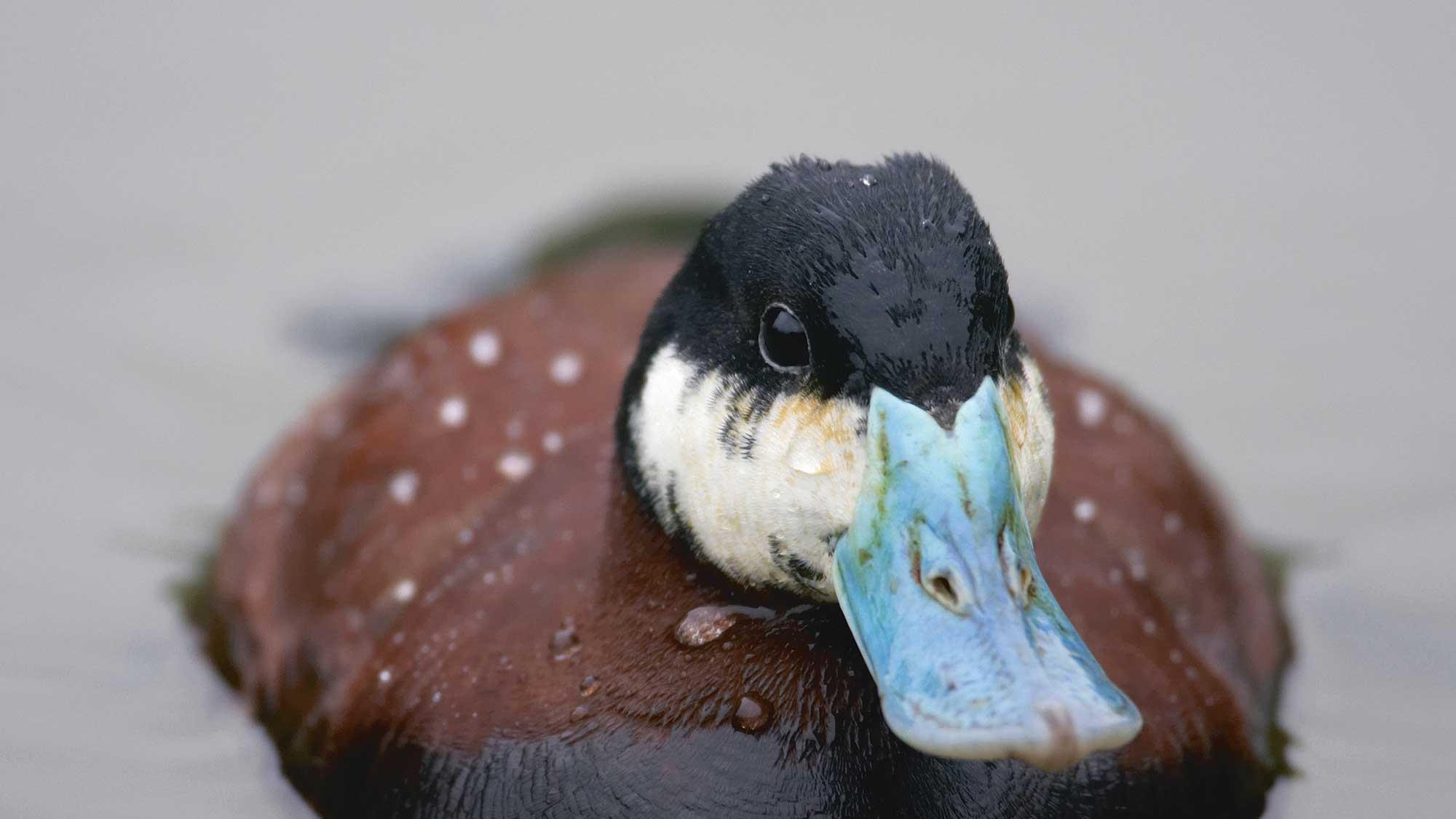 Up before the beak | News | Law Gazette